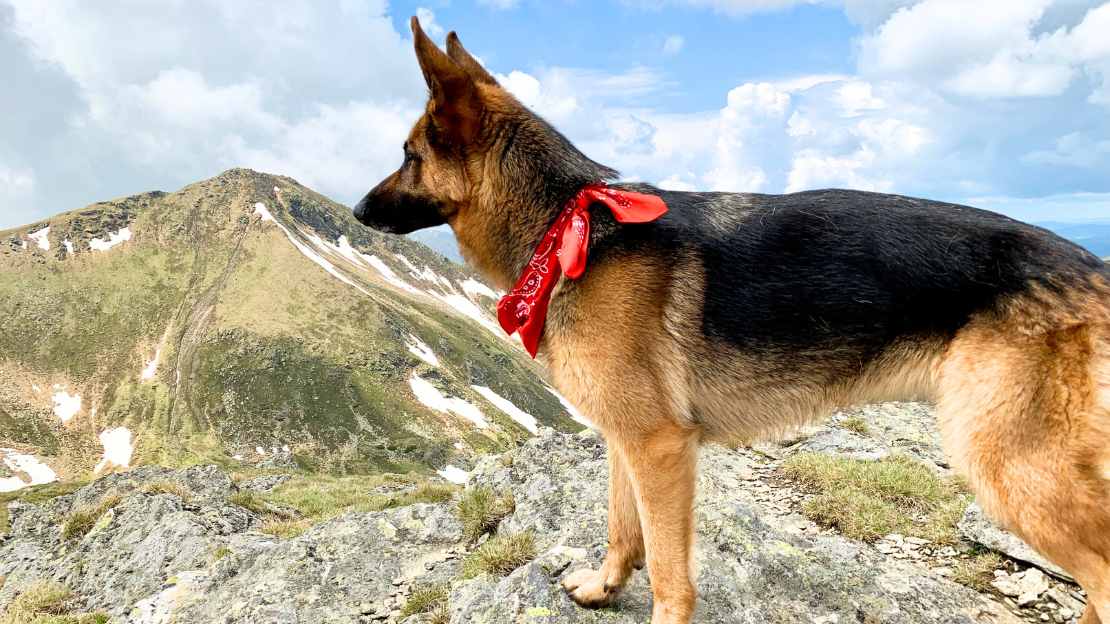 200+ German Shepherd Names to Honor Their Loyalty (2025)