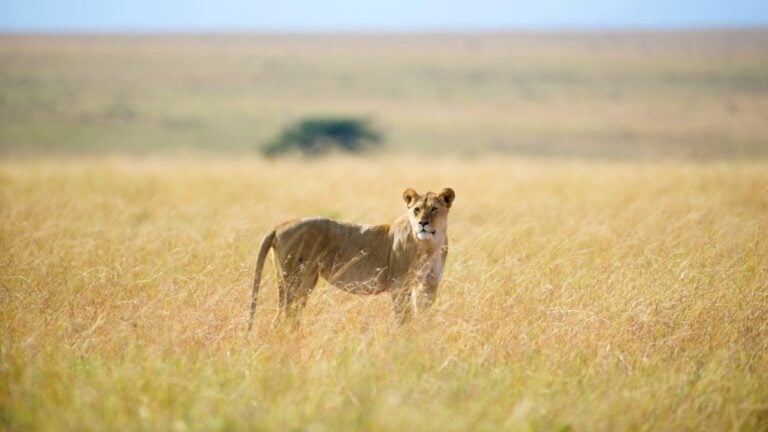 300+ Strong Lioness Names: Funny, Mythical, & More