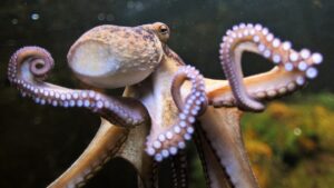 130+ Catchy, Popular & Cute Octopus Names (2026)