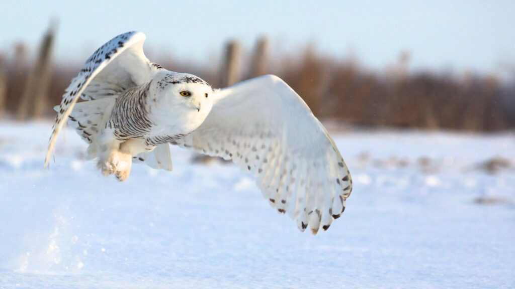 300+ Owl Names: Featuring Hedwig, Hootie, and More Options