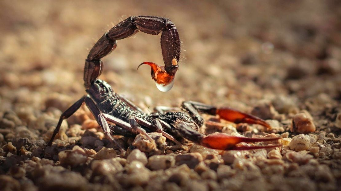 290+ Scorpion Names That Exude Coolness & Legendary Vibes