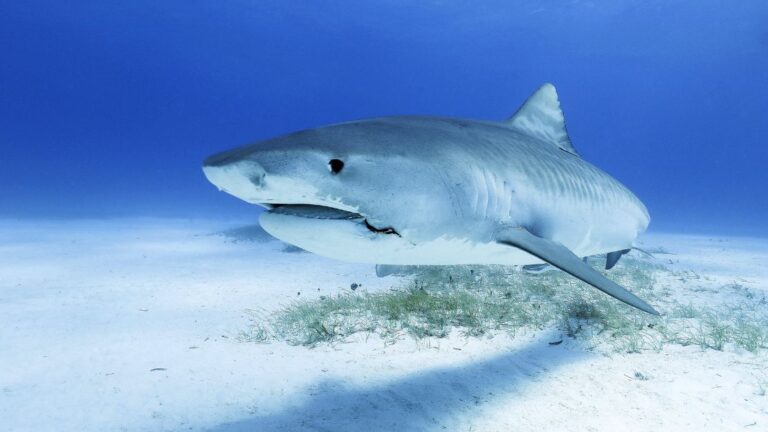 300+ Versatile Shark Names with Famous & Funny Choices