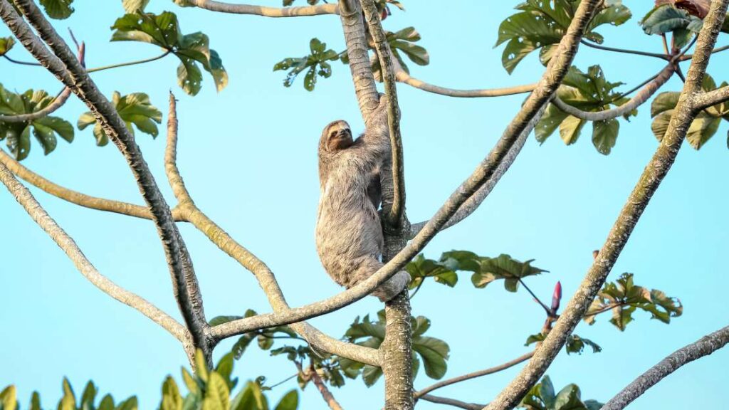 150+ Cute, Unique & Funny Sloth Names: Choose Yours Now!
