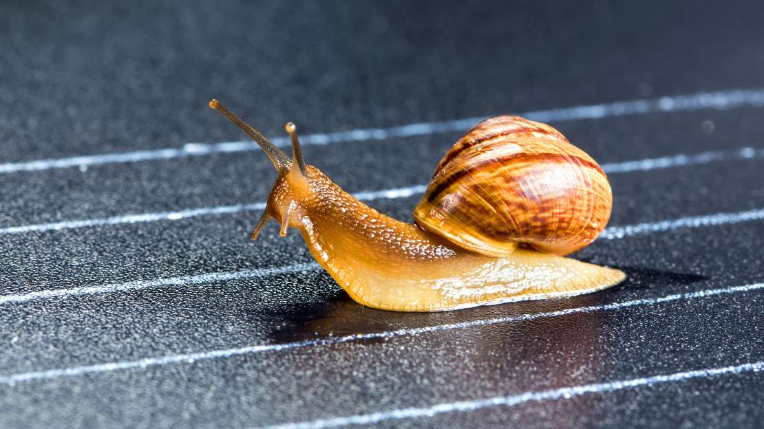 220+ Creative Snail Names for Your Slow & Steady Friend