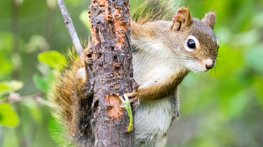 300+ Catchy Squirrel Names: Famous and Funny Choices