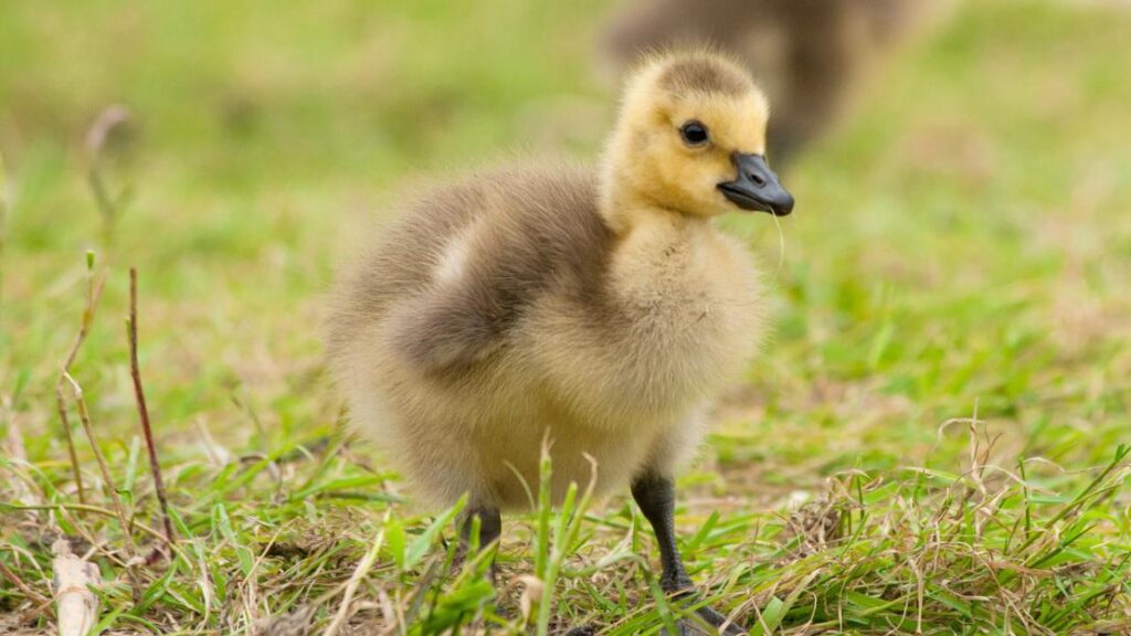 235+ Adorable Goose Names: Unique, Funny & Cute Choices