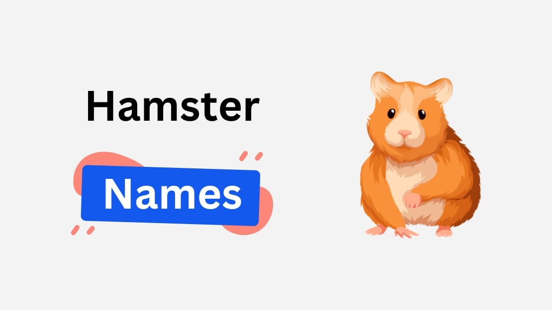 315+ Hamster Names with Cool, Funny, and Unique Choices