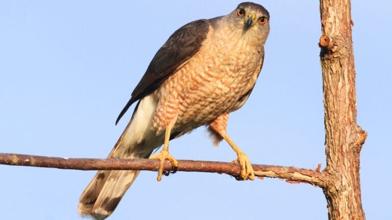 200+ Hawk Names: Creative, Mythical & Funny Name Ideas