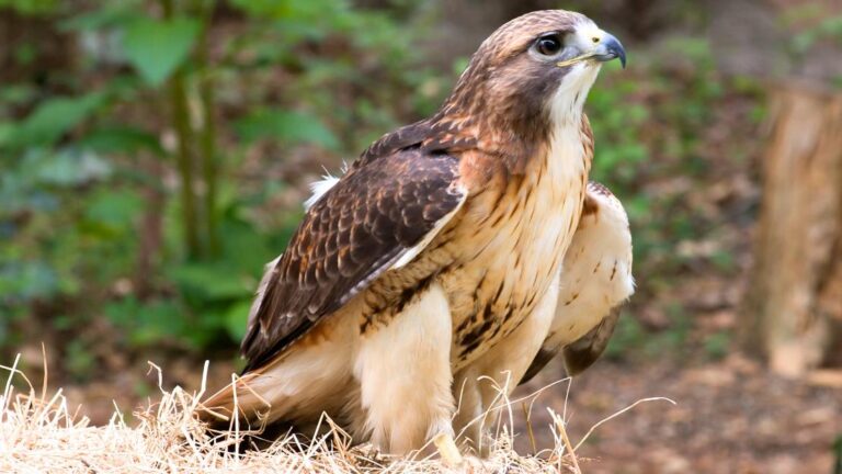 200+ Hawk Names: Creative, Mythical & Funny Name Ideas