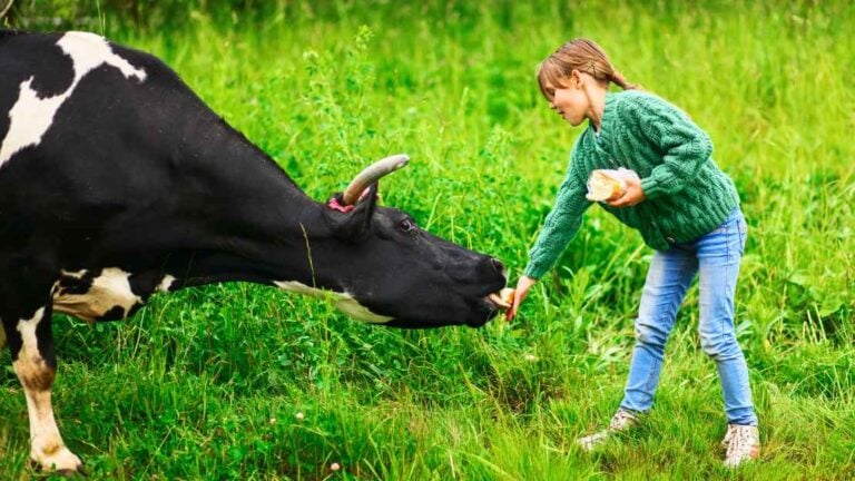 250+ Beautiful Cow Names Based On Colors, Origins & More