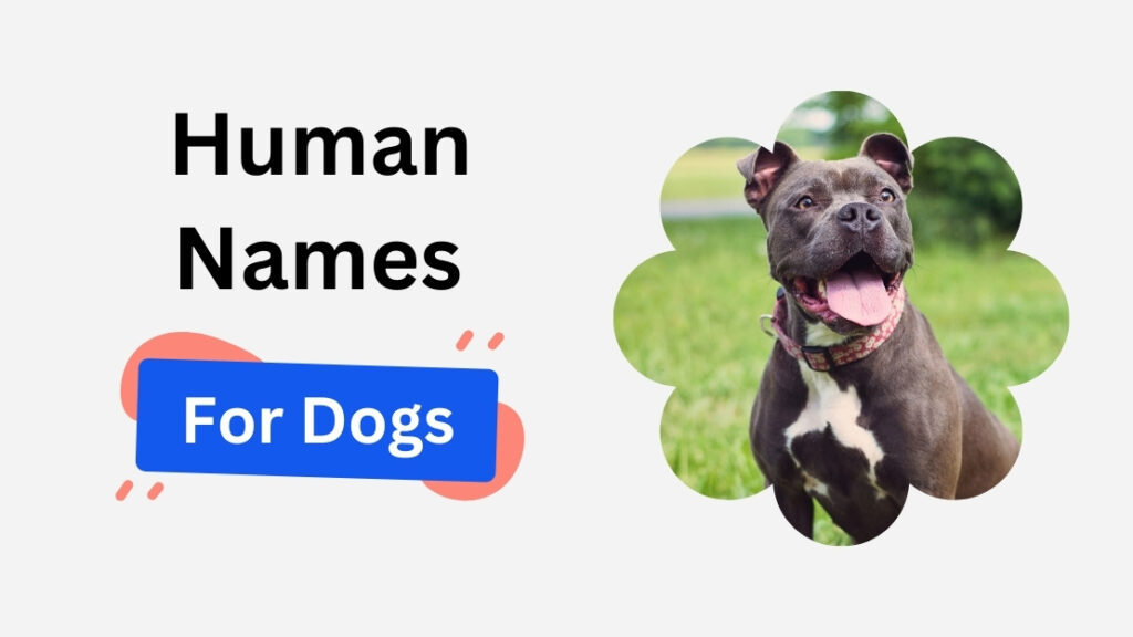 Human Names for Dogs: 250+ Charming, Classic & Modern Human Names ...