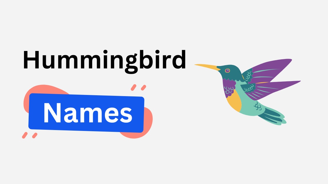 300+ Hummingbird Names That Are Unique, Funny & Cute