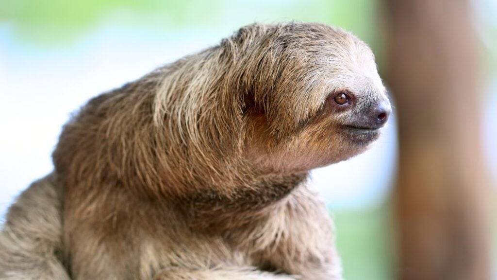 150+ Cute, Unique & Funny Sloth Names: Choose Yours Now!