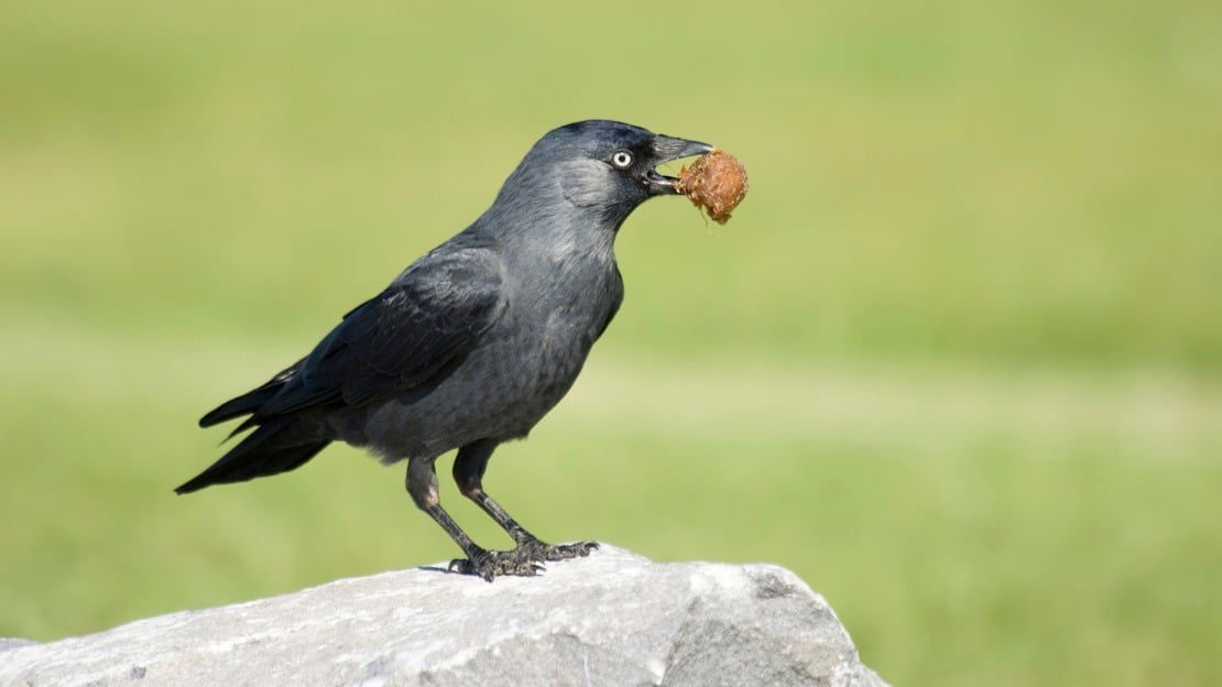 170+ Catchy Crow Names: Cute, Mythical & Famous Choices