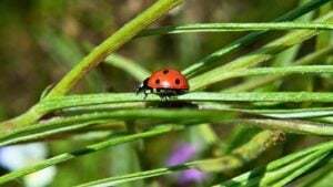360+ Ladybug Names in Cute, Funny, Famous, and Scientific Categories