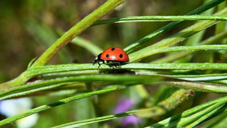 360+ Ladybug Names in Cute, Funny, Famous, and Scientific Categories