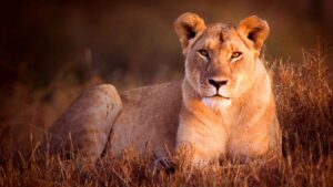 300+ Strong Lioness Names: Funny, Mythical, & More
