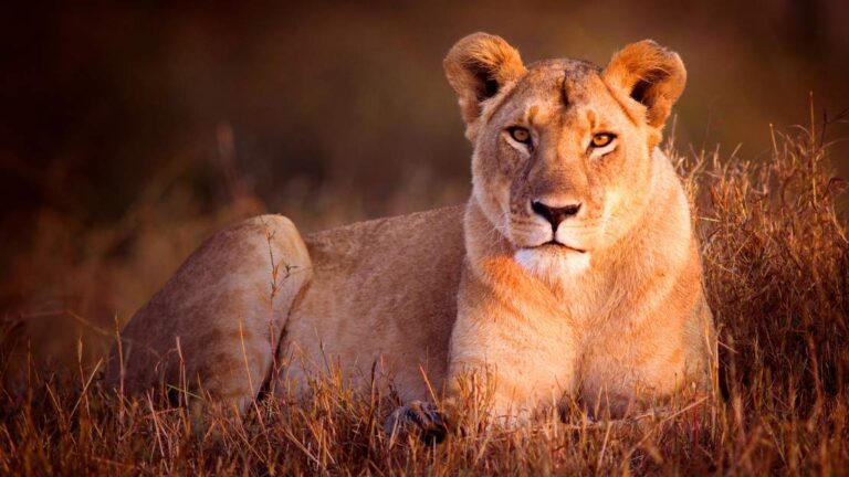 300+ Strong Lioness Names: Funny, Mythical, & More
