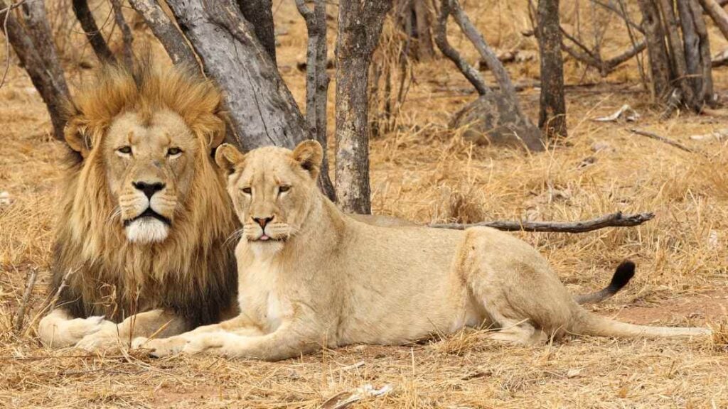 300+ Strong Lioness Names: Funny, Mythical, & More