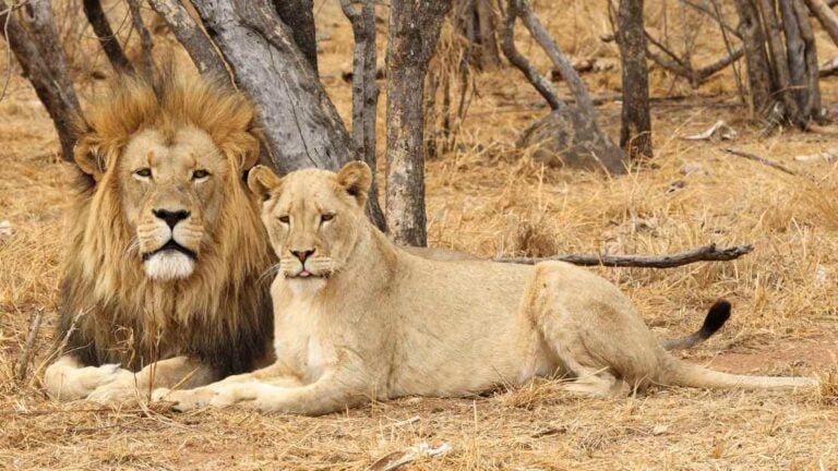 300+ Strong Lioness Names: Funny, Mythical, & More