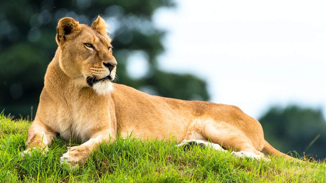 300+ Strong Lioness Names: Funny, Mythical, & More
