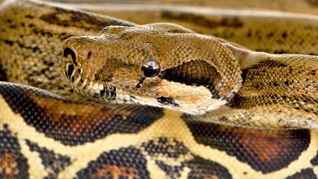 170+ Boa Constrictor Name Ideas (Cute, Aesthetic, Mythical & Powerful)
