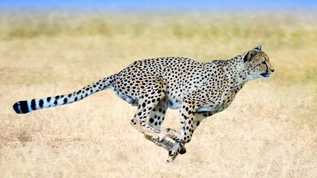 180+ Cool Cheetah Names Inspired by Culture, Myth, & Traits