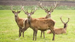 100+ Creative Deer Names Inspired by Nature, Myth & Seasons