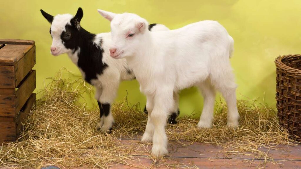 150+ Best Duo Names for Pets: Funny, Unique & Creative
