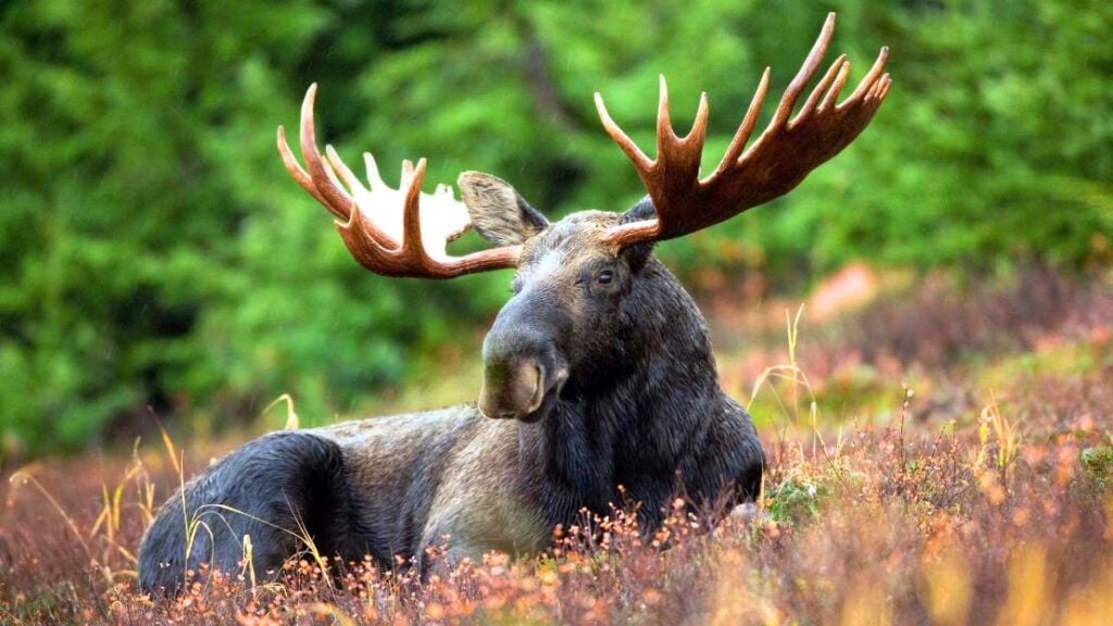 250+ Amazing Moose Names with Famous, and Badass Options