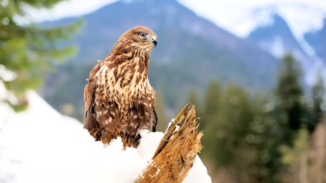 200+ Hawk Names: Creative, Mythical & Funny Name Ideas