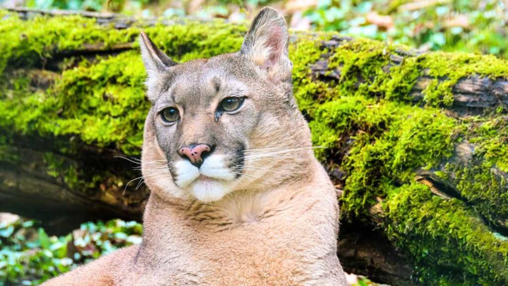 300+ Panther Names: Mystical, Funny, and Unique Choices