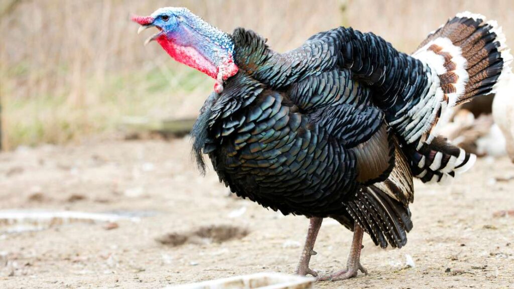300+ Turkey Names: Popular, Funny, and Famous Choices