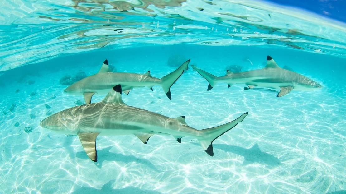 300+ Versatile Shark Names with Famous & Funny Choices