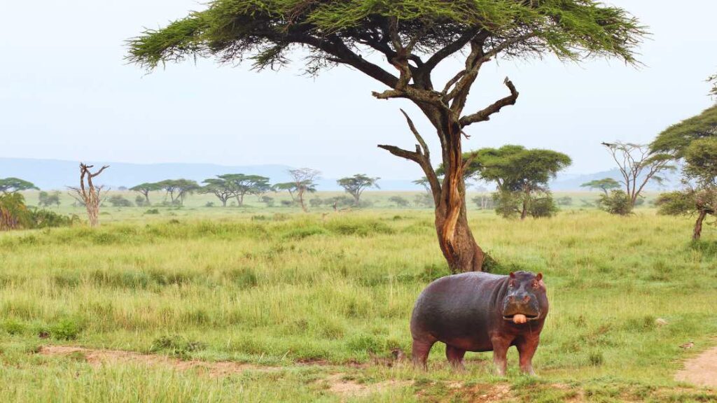 200+ Hippo Names That Are Funny, Cute, & Adorable
