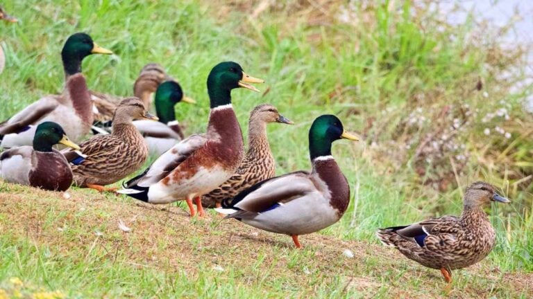 400+ Superb Duck Names: Funny, Adorable, and Famous Ones