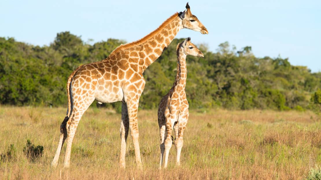 250+ Giraffe Names That Sound Cute, Funny and Unique (2025)