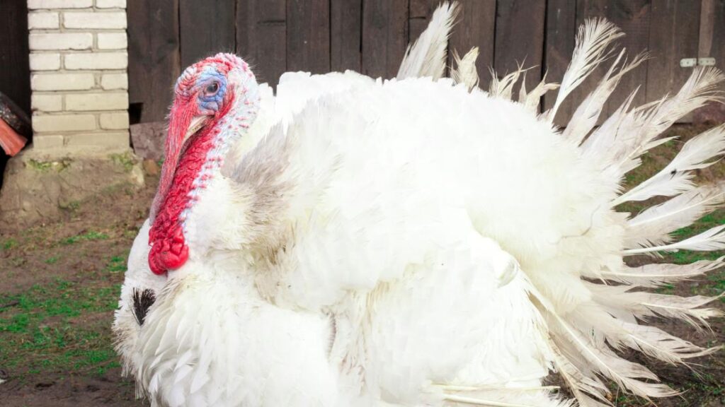 300+ Turkey Names: Popular, Funny, and Famous Choices