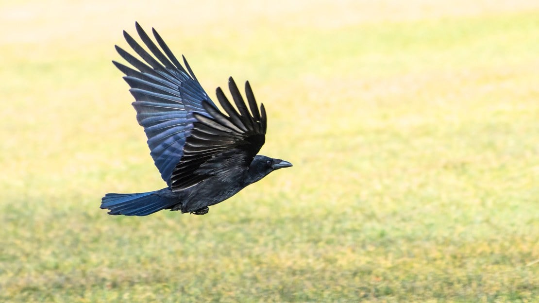 170+ Catchy Crow Names: Cute, Mythical & Famous Choices