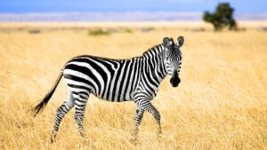 100+ Unique Zebra Names for Your Striped Friend (2026)