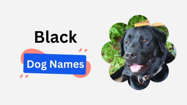 300+ Black Dog Names (Mysterious, Elegant, Cosmic, Cute & Powerful ...