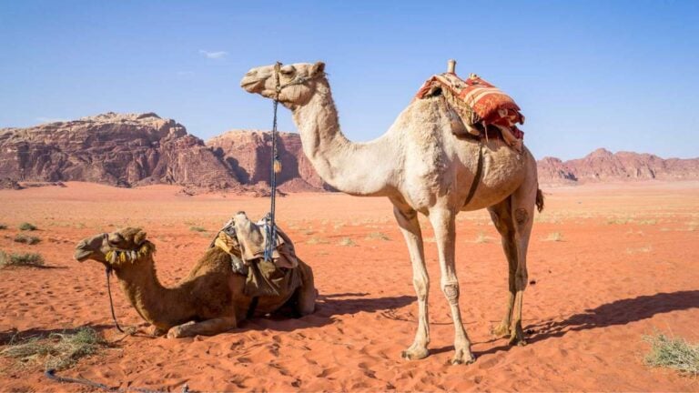 125+ Funny, Cool, & Unique Camel Names: Pick Yours!