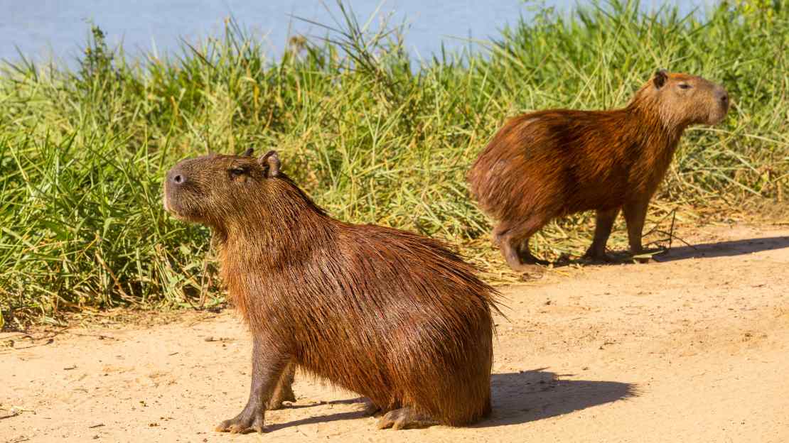 350+ Capybara Names with Cute, Famous, and Pun Options