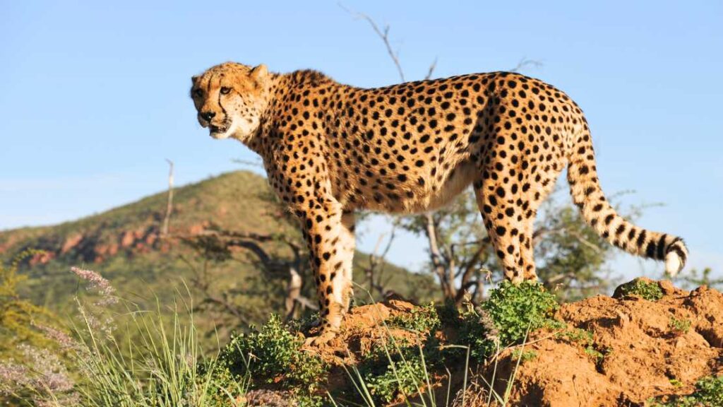 180+ Cool Cheetah Names Inspired by Culture, Myth, & Traits