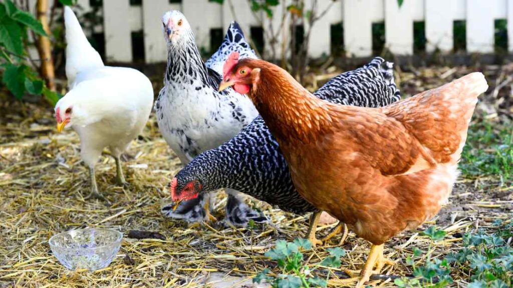 200+ Chicken Names with Funny, Famous, and Unique Choices