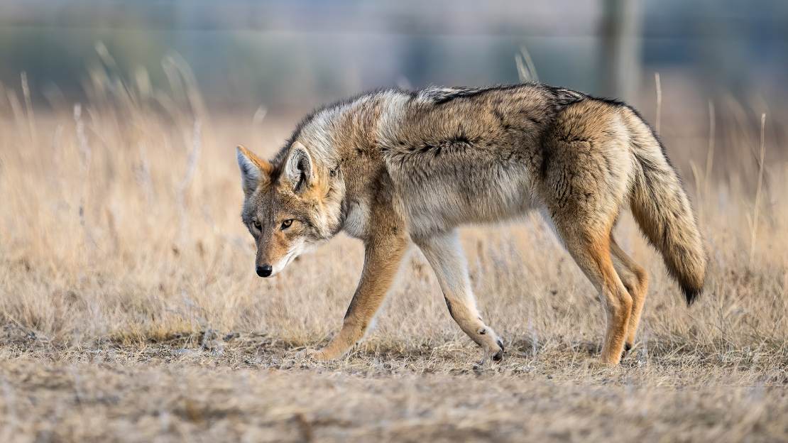 250+ Coyote Names in Cute and Nature-Inspired Categories
