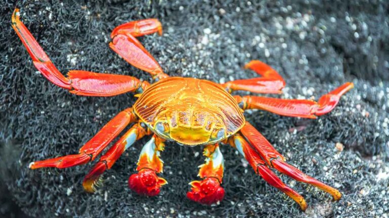 350+ Crab Names With Popular, Famous, and Cute Choices