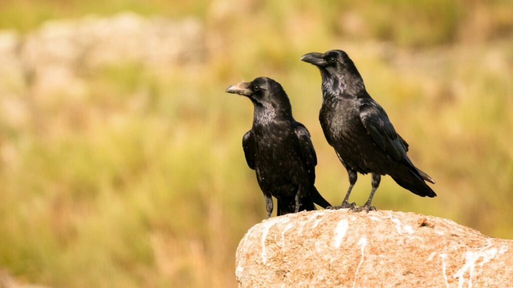 170+ Catchy Crow Names: Cute, Mythical & Famous Choices