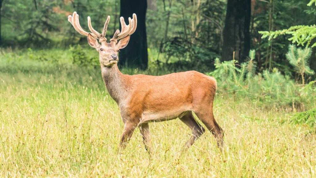 100+ Creative Deer Names Inspired by Nature, Myth & Seasons