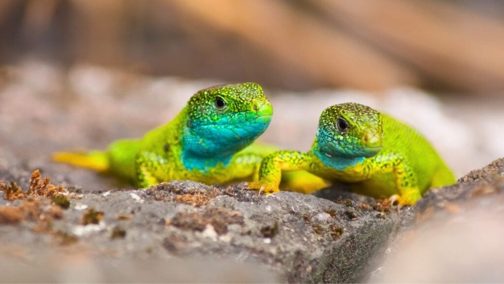 150+ Best Duo Names for Pets: Funny, Unique & Creative